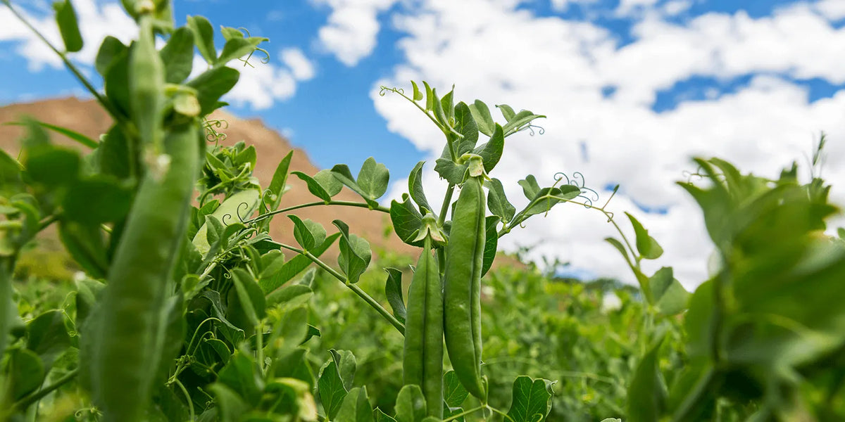 今注目の黄えんどう豆って何がすごいの？｜ZENB（ゼンブ）公式通販